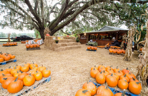 Central Florida Fall Festivals and Events - Orlando on the Cheap