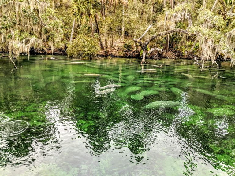 2025 Orange City Blue Springs Manatee Festival - Orlando on the Cheap