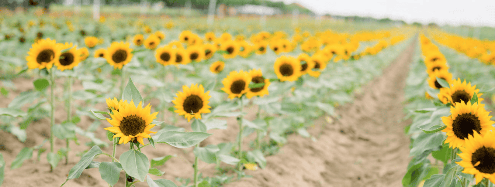 Sunflower fields near Orlando - Orlando on the Cheap